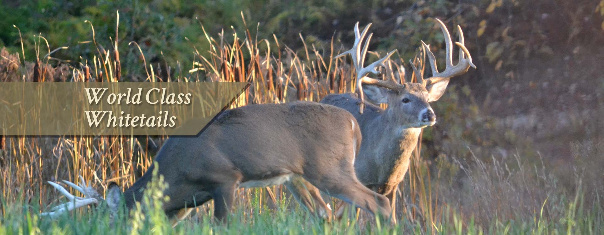 Pennsylvania Whitetail Deer Hunting Outfitter | Whitetail Preserve PA