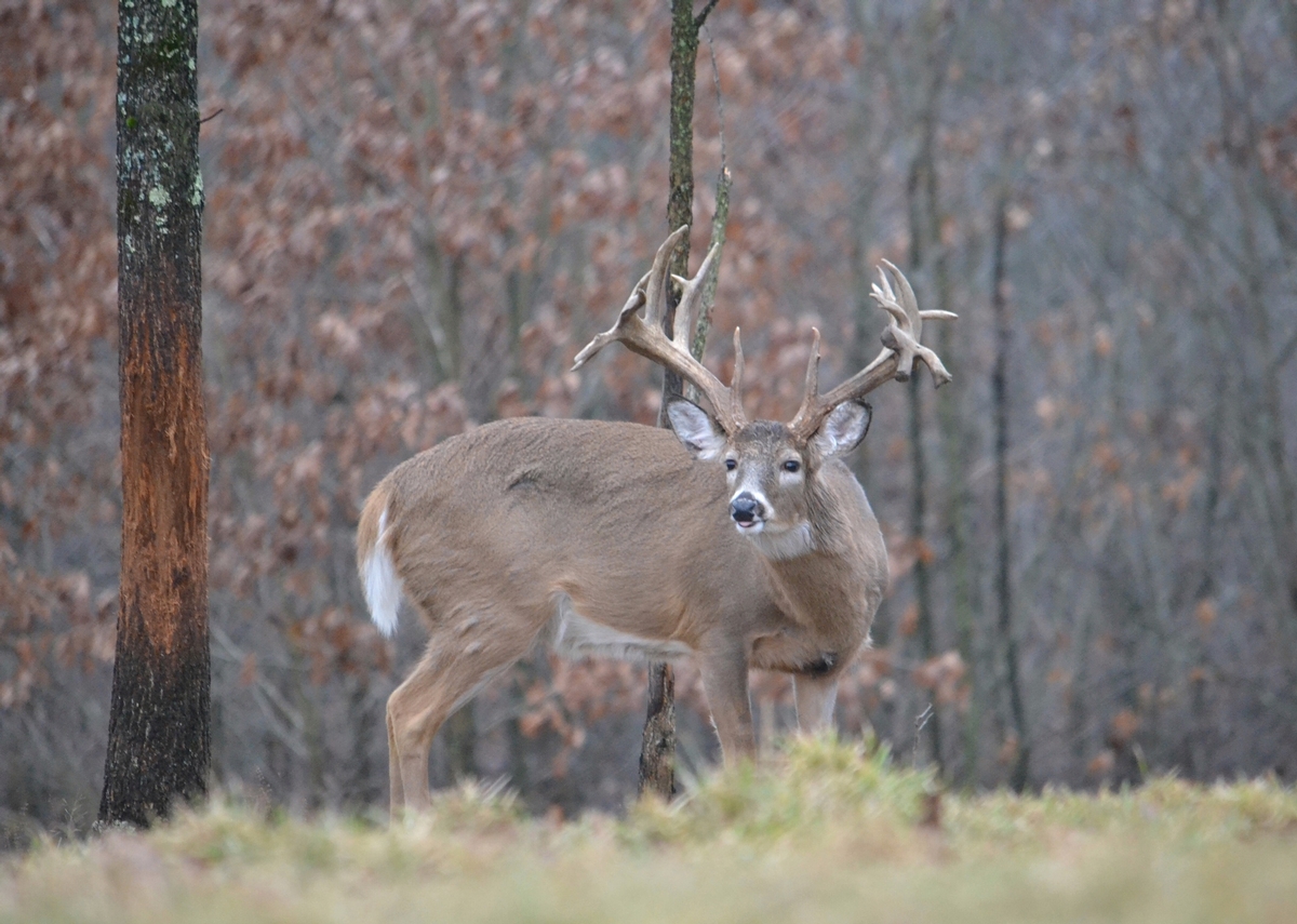 Trophy Whitetail Deer Hunts on Private Land | High Fence Deer Hunts